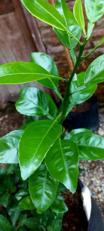 Closeup View of Orange Fruit Leaves Shape, Which Planted in the ...