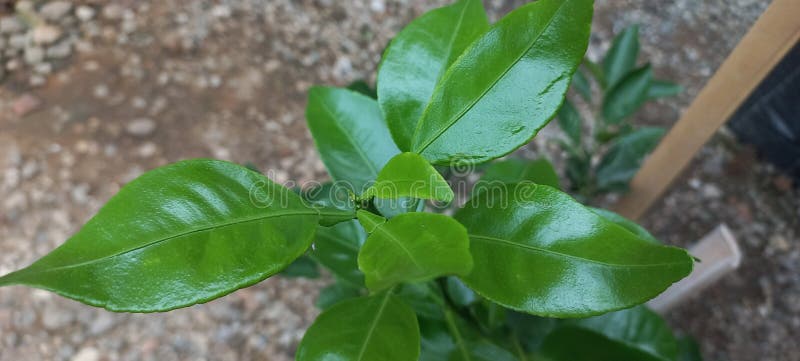 Closeup View of Orange Fruit Leaves Shape, Which Planted in the ...