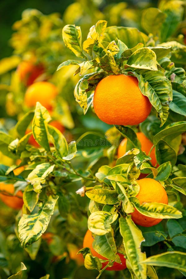 Closeup View of Oranges on the Tree of a Sicilian Grove, Italy Stock ...