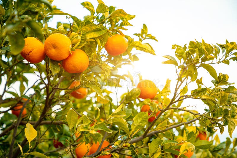 Closeup View of Oranges on the Tree of a Sicilian Grove, Italy Stock ...