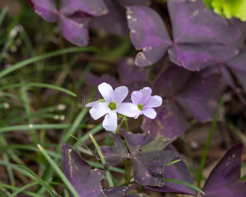 Closeup View of Oxalis Triangularis, Commonly Called False Shamrock, in ...