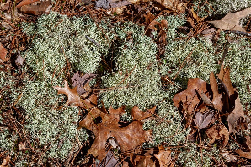Reindeer Lichen on the Ground Stock Image - Image of fungus, cluster ...
