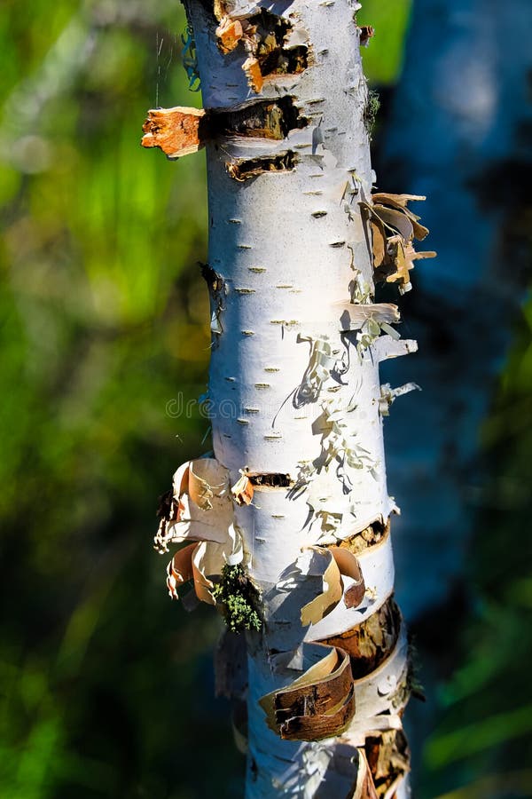 Closeup View of Peeling Bark on a Birch Tree Trunk Stock Image - Image ...