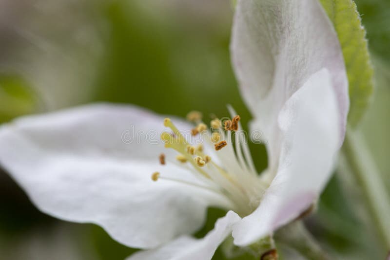 Closeup View of Pollen of an Apple Tree Flower Stock Image - Image of ...