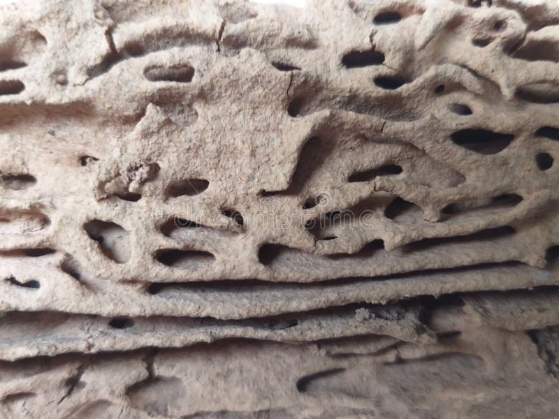 Closeup View of Porous Wood Texture Stock Image - Image of texture ...