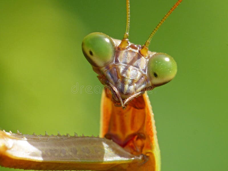 Praying Mantis Eating a Wasp Stock Photo - Image of feeding, nature ...