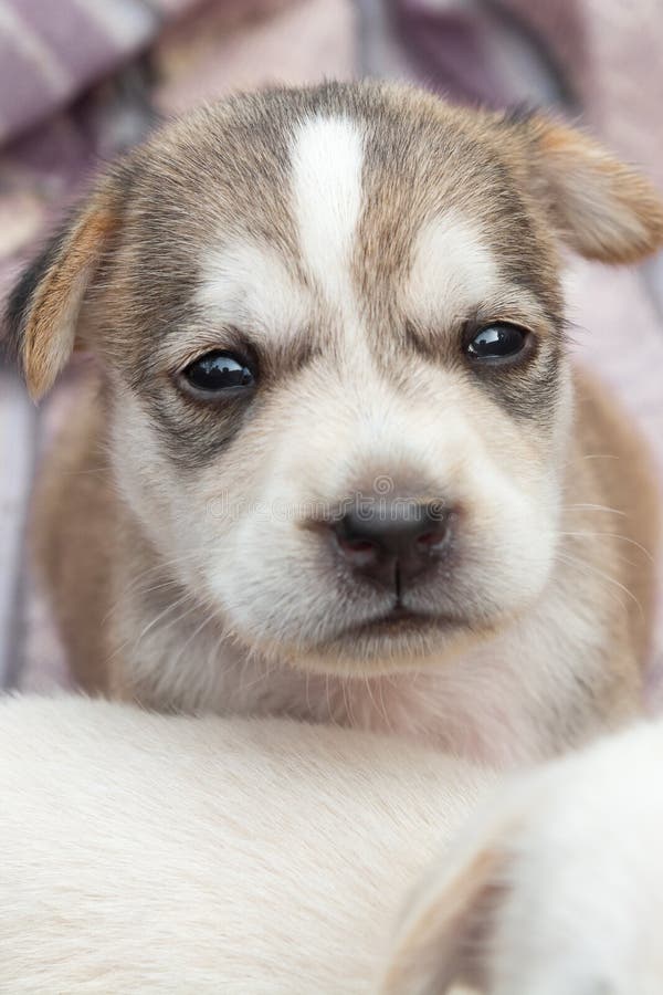 Closeup view of a puppy stock image. Image of doggy - 239732111