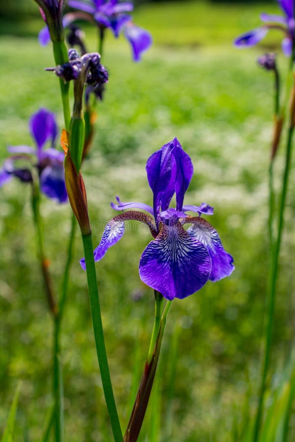 Iris in bloom stock photo. Image of botanical, closeup - 95854400