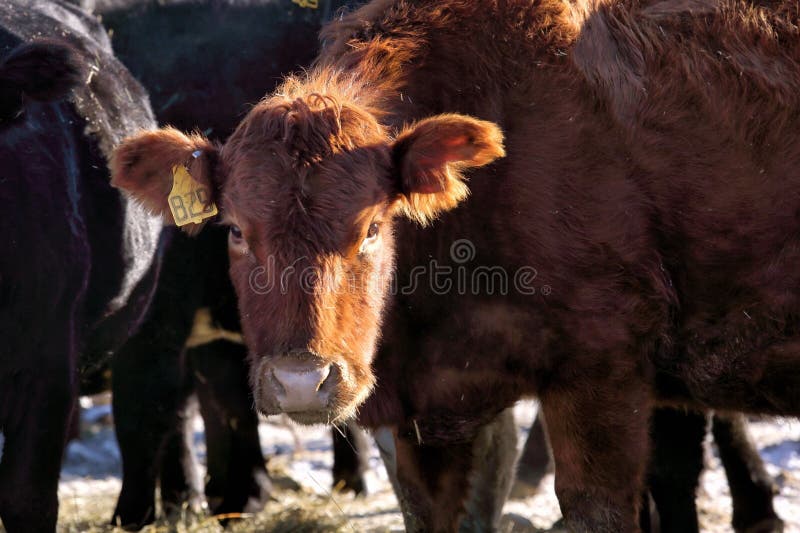 A Closeup View of a Red Angus Cow. Editorial Image - Image of animals ...