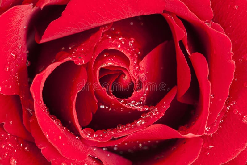 Closeup view red rose stock photo. Image of celebration - 65035170