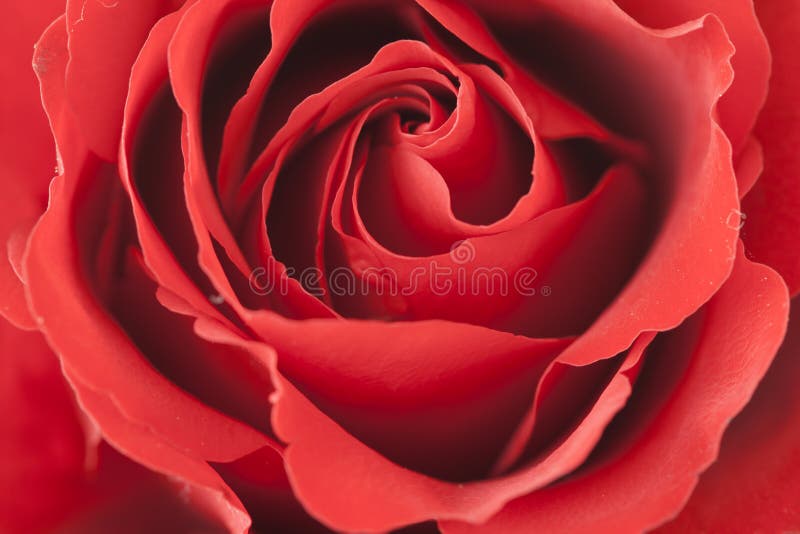 Closeup view red rose stock image. Image of nature, anniversary - 64877287