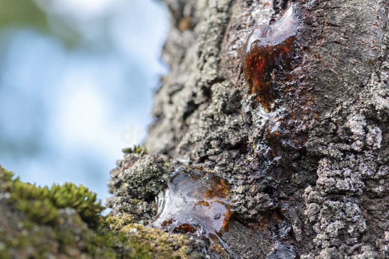 Bleeding tree stock image. Image of hurt, concept, destroying - 17640341