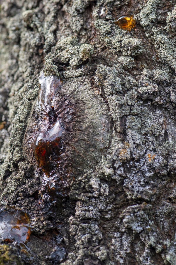Resin Flowing from the Tree Trunk. Bleeding Tree Stock Photo - Image of ...