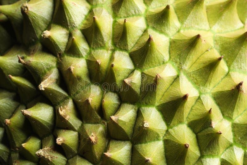 Closeup View of Ripe Durian As Background Stock Image - Image of ...