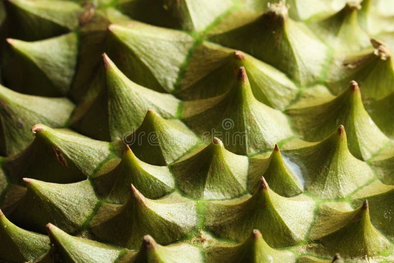 Closeup View of Ripe Durian As Background Stock Image - Image of food ...