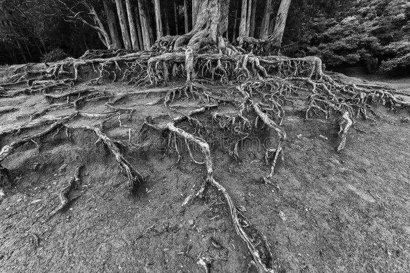 Big Root of Banyan Tree Land Scape of Ancient and Old Pagoda in Stock ...