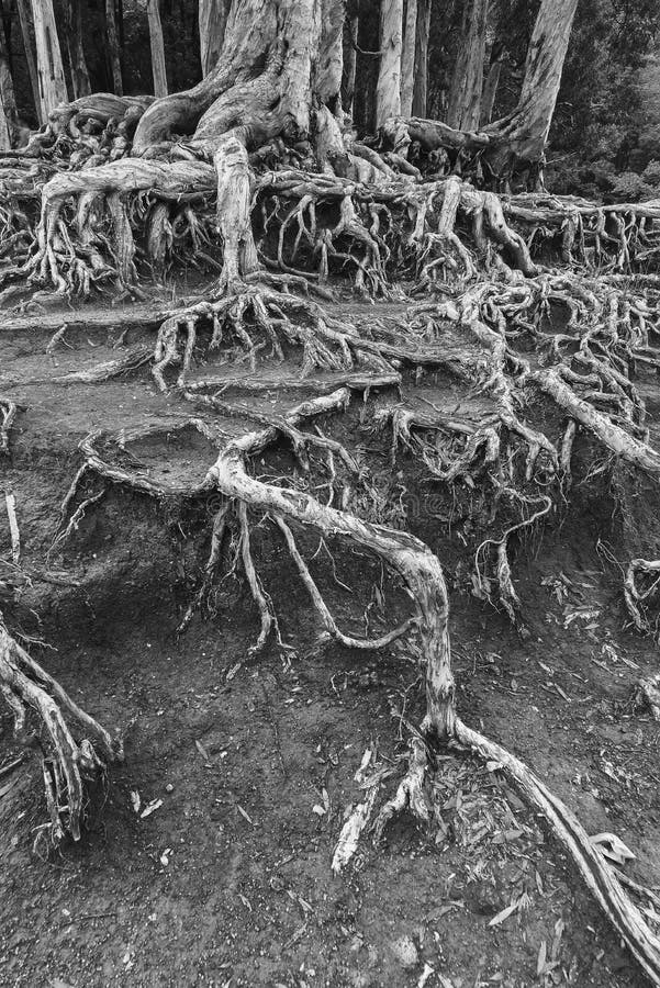 Big Root of Banyan Tree Land Scape of Ancient and Old Pagoda in Stock ...