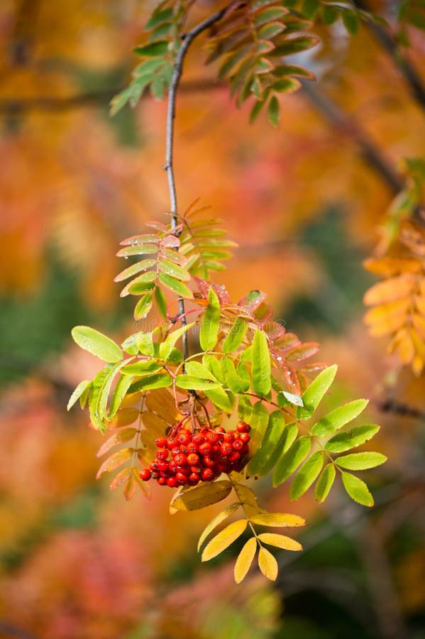 Closeup View of the Rowan Tree in Beautiful Autumn Colors Stock Image ...