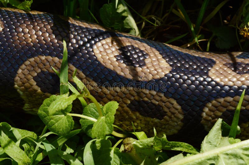 508 Python Grass Photos - Free & Royalty-Free Stock Photos from Dreamstime