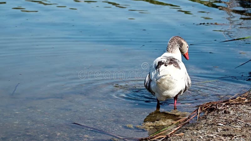 Closeup View of a Scania Goose Drinking Water from the Grassy Pond ...