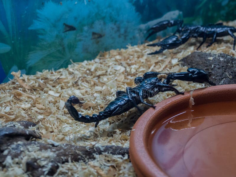 Closeup view of a scorpion stock image. Image of black - 76011453