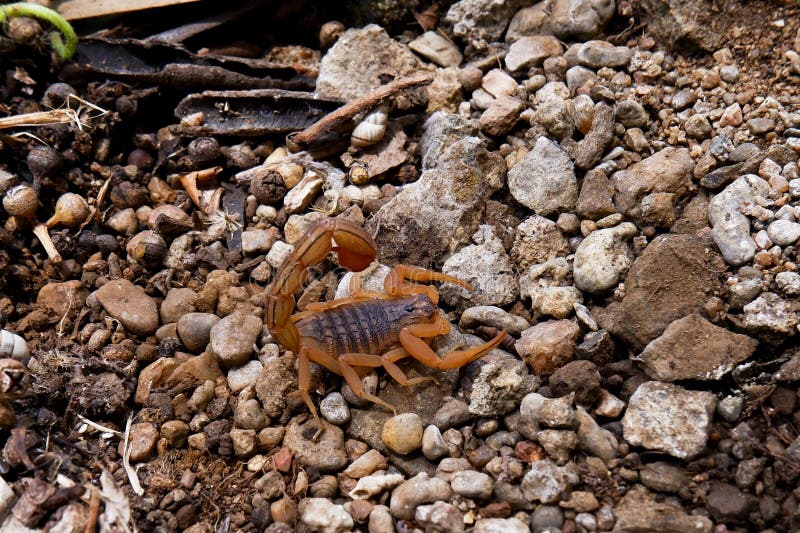 Closeup View of Scorpion Isolated on Surface Stock Photo - Image of ...