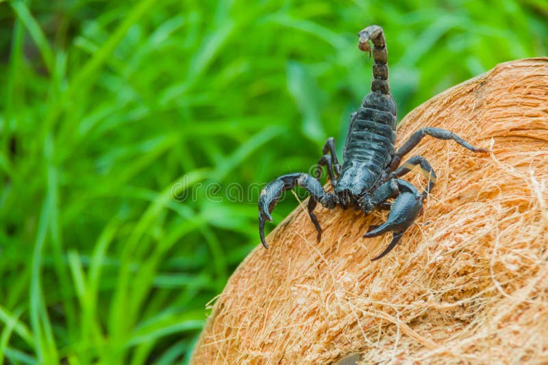 1,287 Scorpion View Stock Photos - Free & Royalty-Free Stock Photos ...