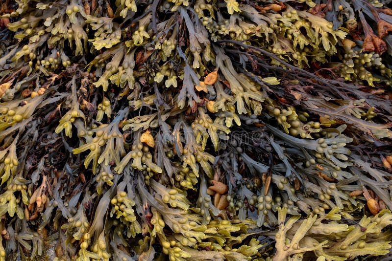 Closeup View of Seaweed at a Coastal Location Stock Image - Image of ...
