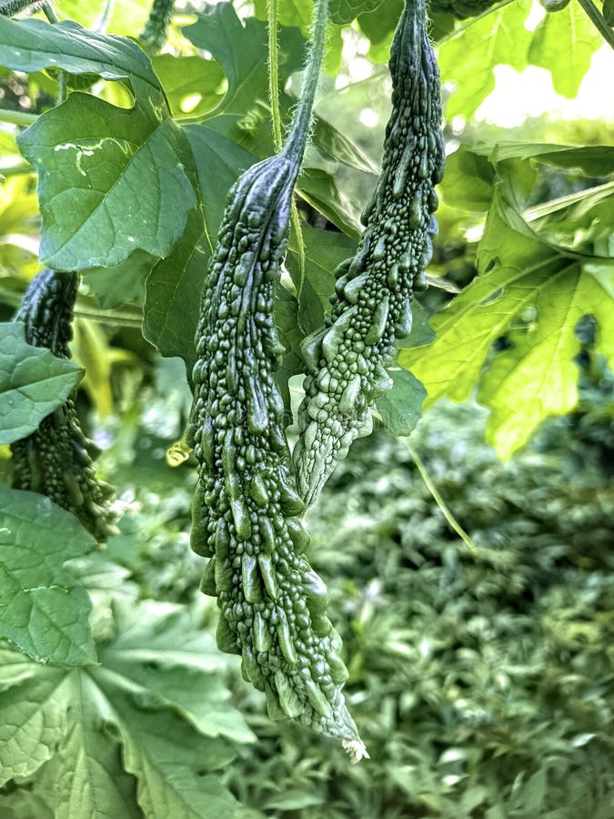 Closeup View and Selective Focus of Fresh Bitter Gourds on a Plant ...
