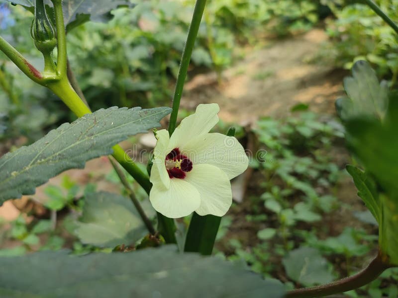 Okra flower stock image. Image of mallow, botany, horticulture - 98905543