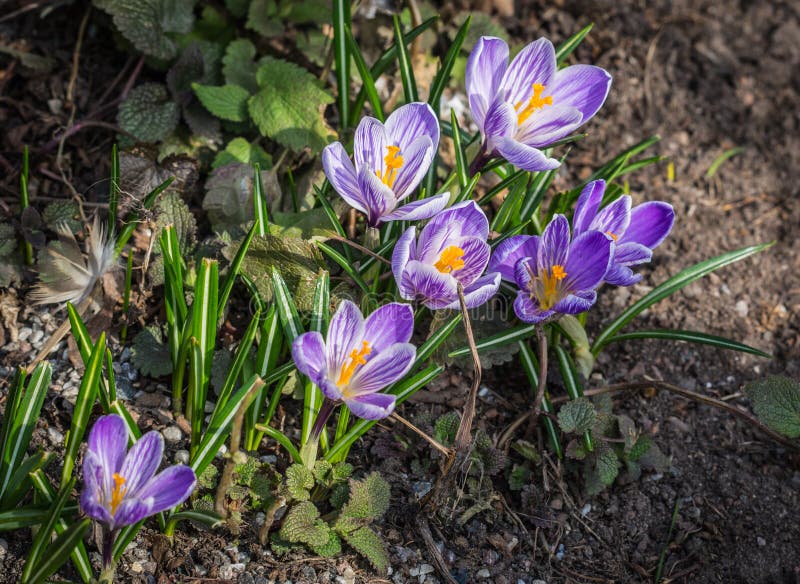 Several Crocuses Growing from Black Soil in Springtime Stock Image ...