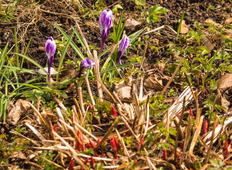 Several Partially Opened Crocuses Growing from Black Soil in Springtime ...