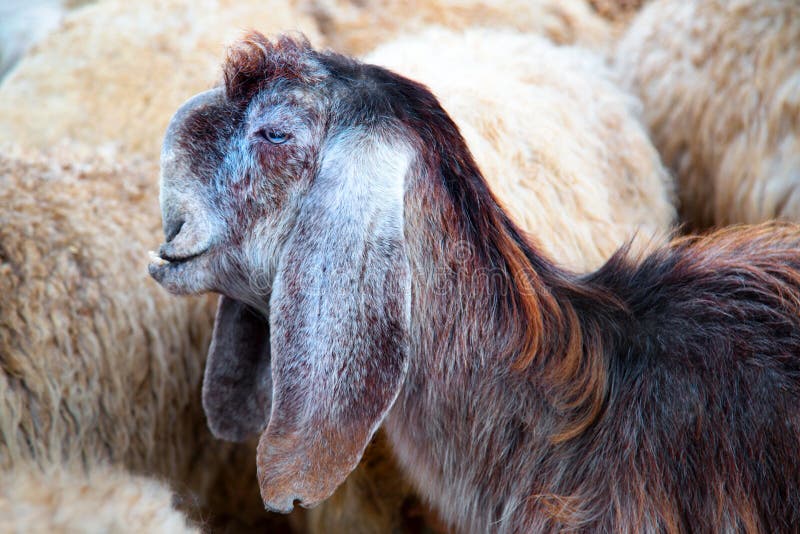 Closeup view on a sheep stock image. Image of grass, cute - 28145423