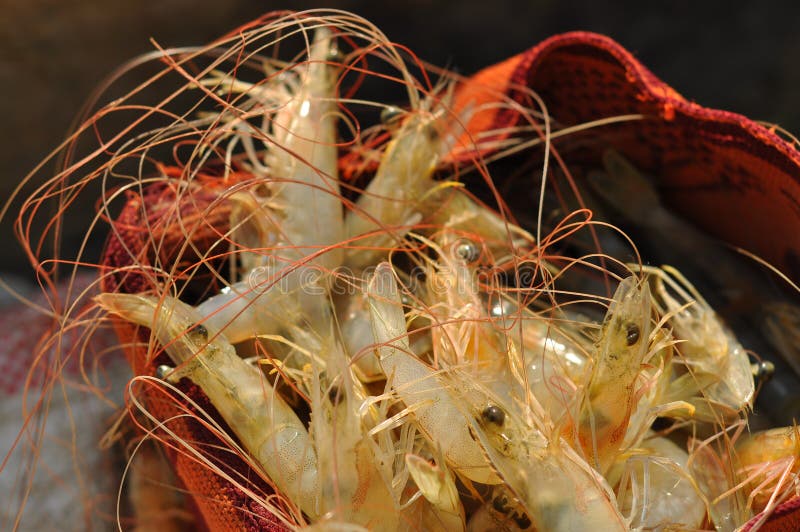 Closeup View of Shrimp stock image. Image of prawns, delicious - 29589269