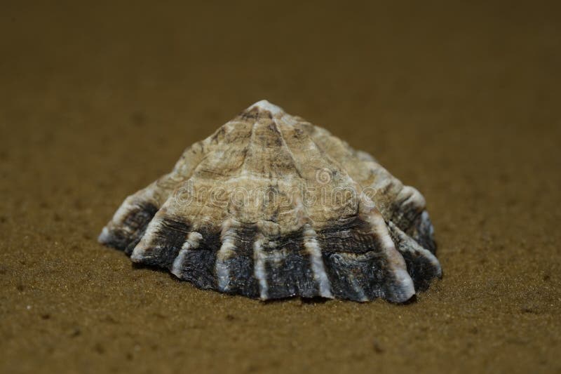 Closeup View of Siphonaria Gigas, Panama Stock Photo - Image of macro, grande: 302222624