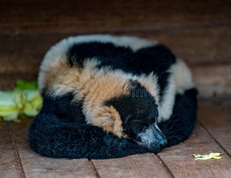 Closeup View of a Sleeping Black and White Ruffed Lemur Stock Photo ...