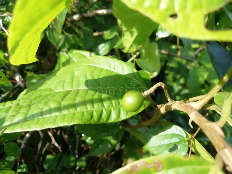Closeup View of a Small Berry of a Plant with Green Leaves Stock Photo ...