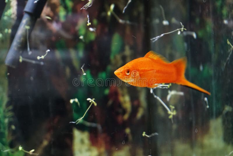 Closeup View of a Small Orange Molly Fish Swimming in the Aquarium ...