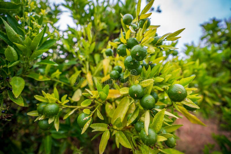 Closeup View of Small Oranges in the Tree Stock Image - Image of food ...