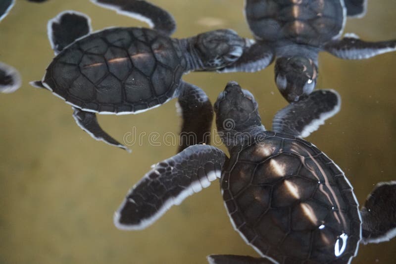 Closeup View of Small Turtles. Stock Photo - Image of continents ...