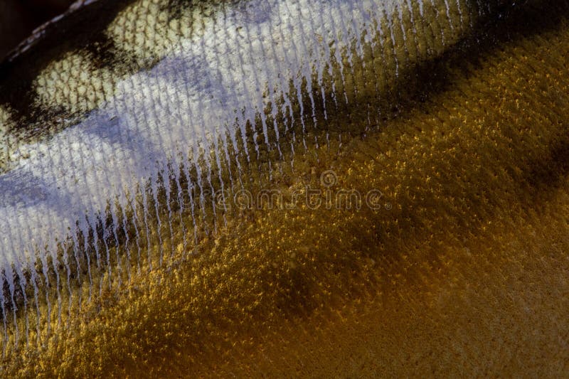 Smocked Mackerel Skin Closeup Stock Photo - Image of glossy, backdrop ...