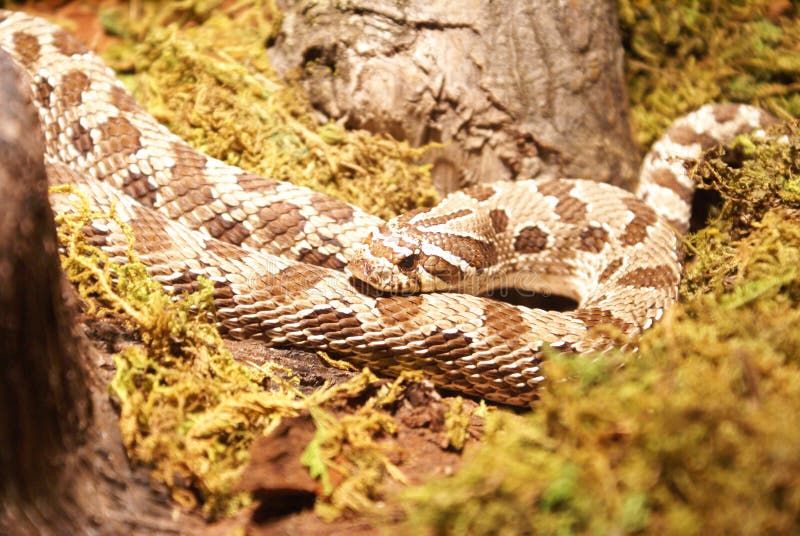 Closeup View of a Snake stock image. Image of skin, wildlife - 96762773