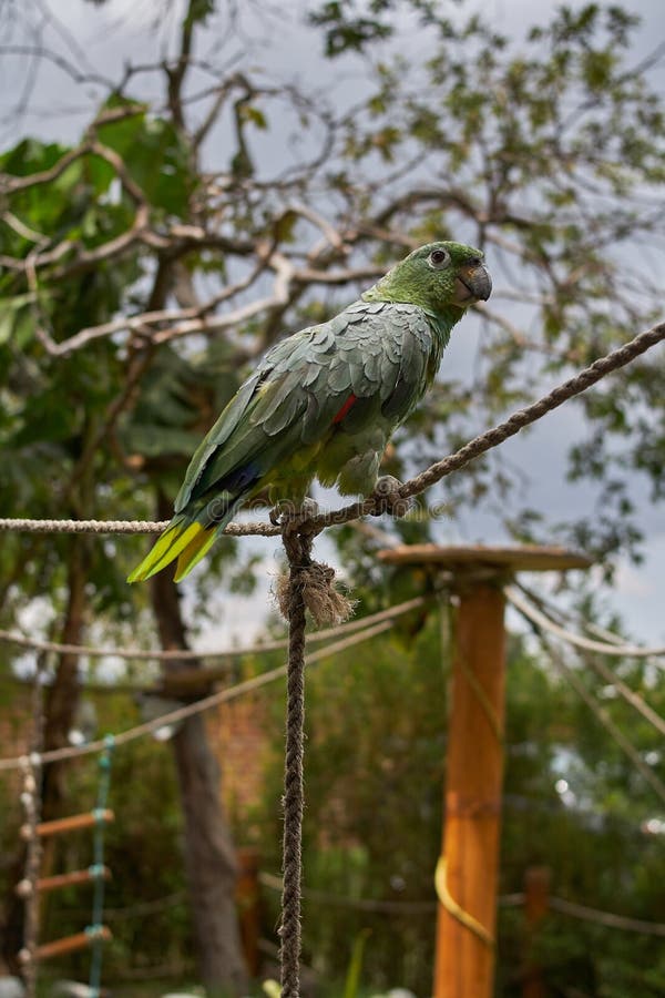 Closeup View of a Southern Mealy Amazon on Blurred Background Stock ...