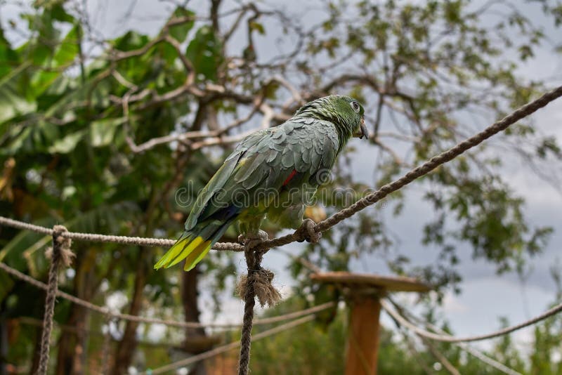 Closeup View of a Southern Mealy Amazon on Blurred Background Stock ...