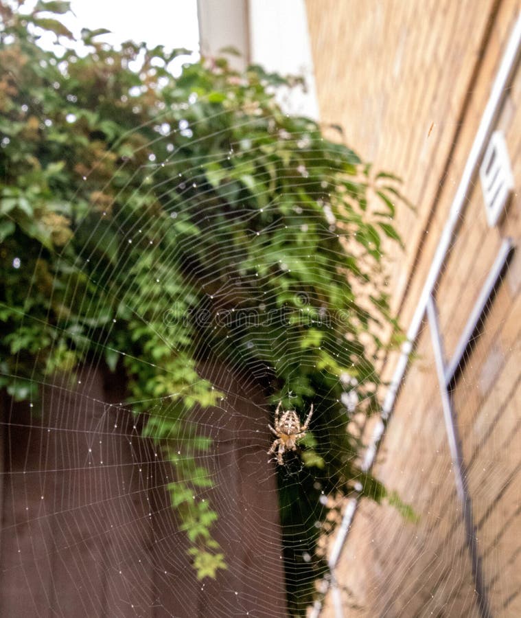Spider Web Design stock image. Image of home, animal - 197088741