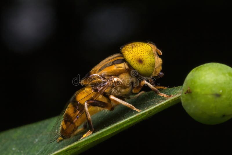 Spotted-eye Hoverfly Insect Standing on Green Leaf Stock Photo - Image ...