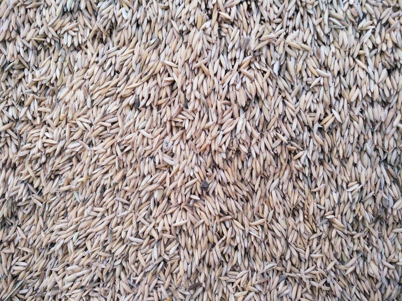 Closeup View of Stack of Paddy Grains Stock Image - Image of grains ...