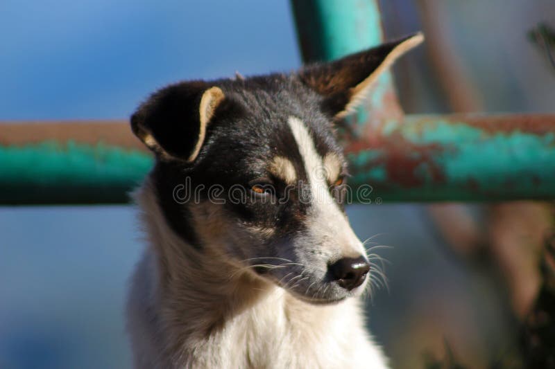 Closeup View of a Street Dog with Angry Face Stock Photo - Image of ...