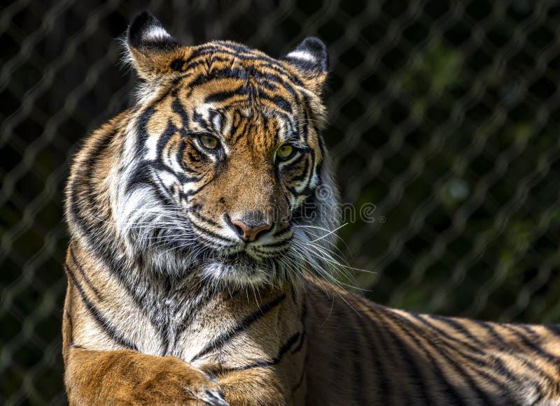 Closeup View of a Sumatran Tiger Stock Image - Image of endangered ...