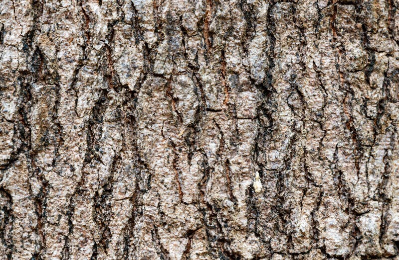Closeup View Surface Texture of Tamarind Tree Stem Stock Photo - Image ...